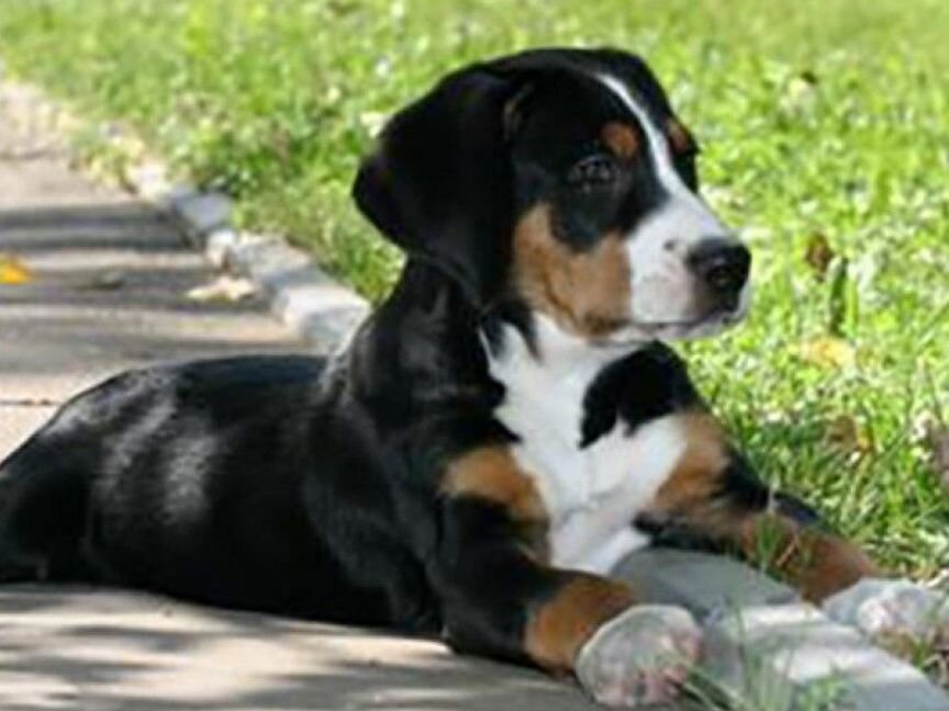 Швейцарские овчарки -зенненхунд -без документов