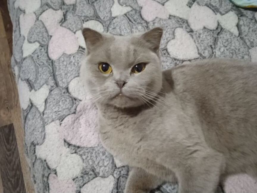 Ищем Британского красавца кота на вязку
