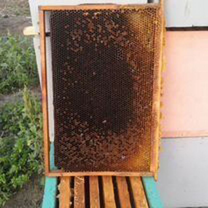 Сушь для пчел