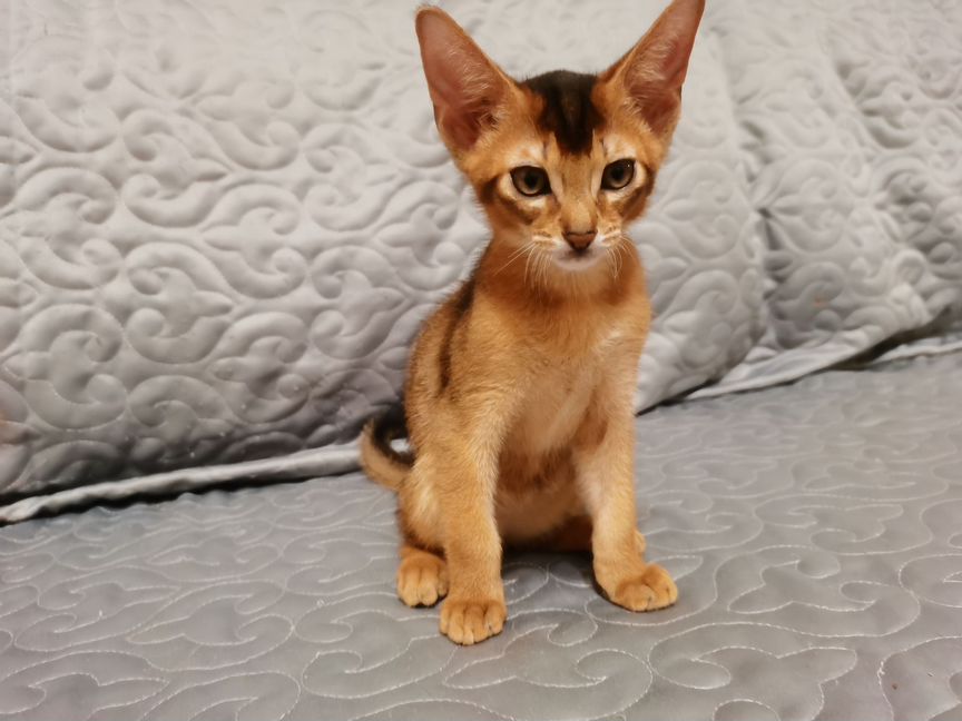 Абиссинские котята