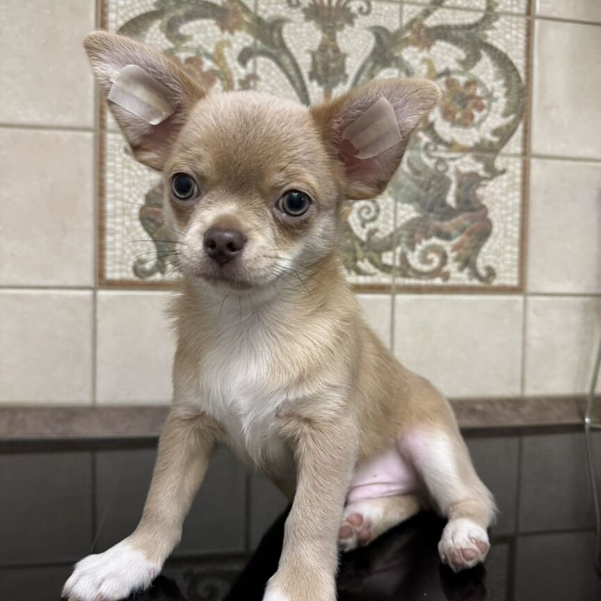 Щенок чихуахуа лилово-палевый