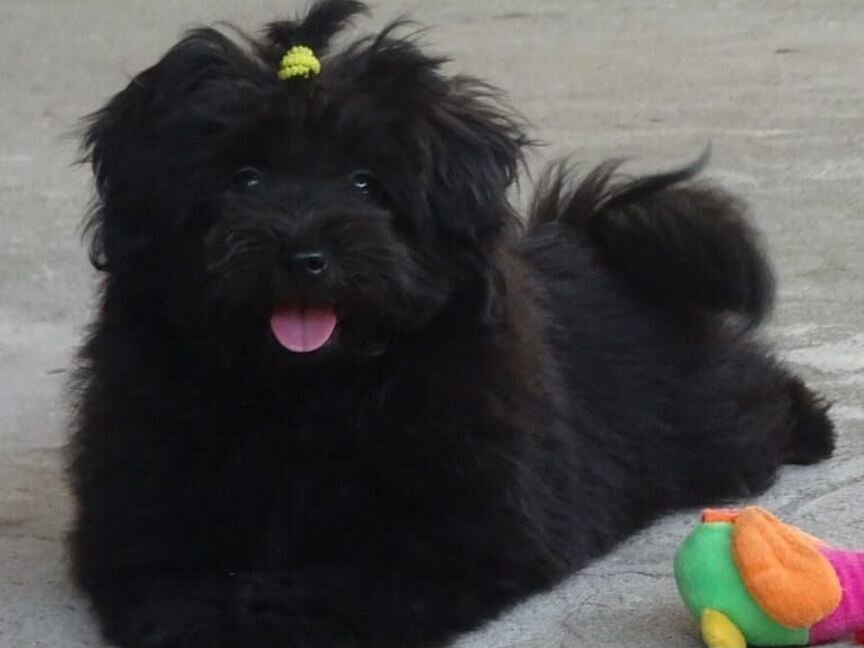 Очаровашка