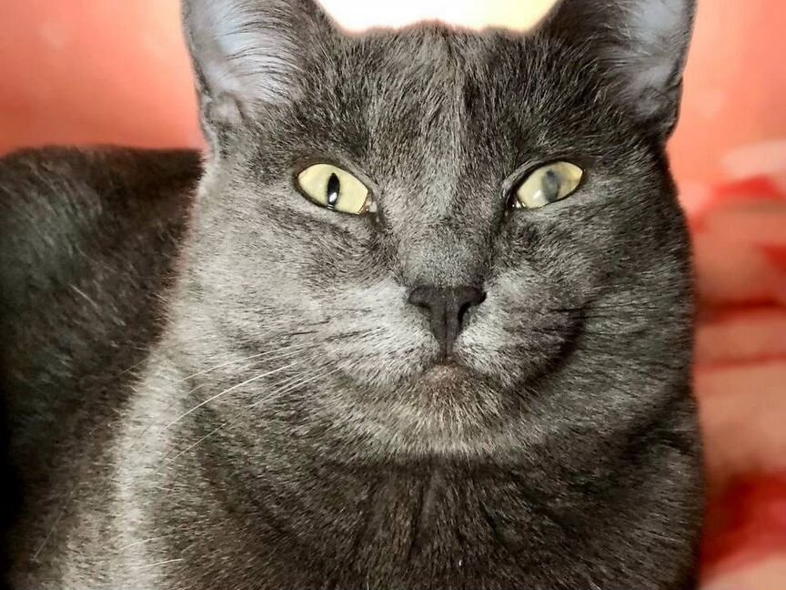 Фрау - кошка с лукавым взглядом)