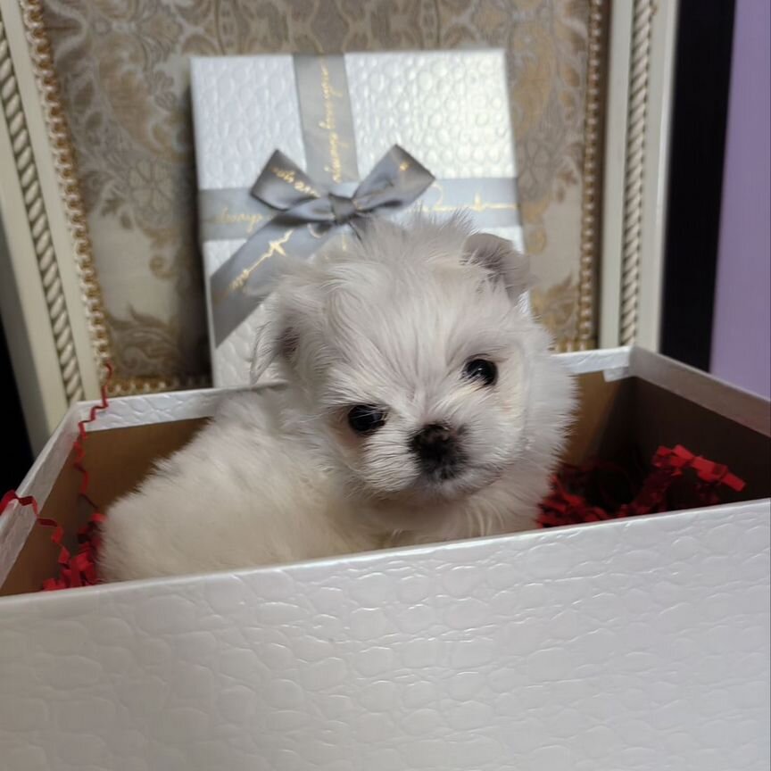 Мальтезе micro