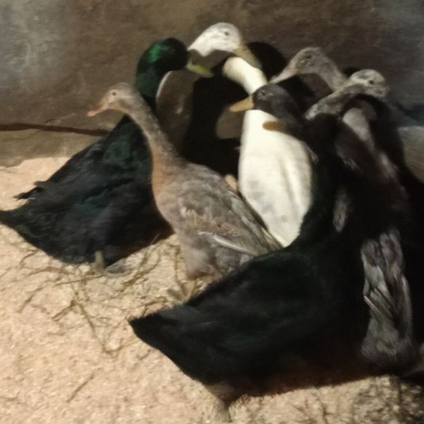 Утки индийский бегунок