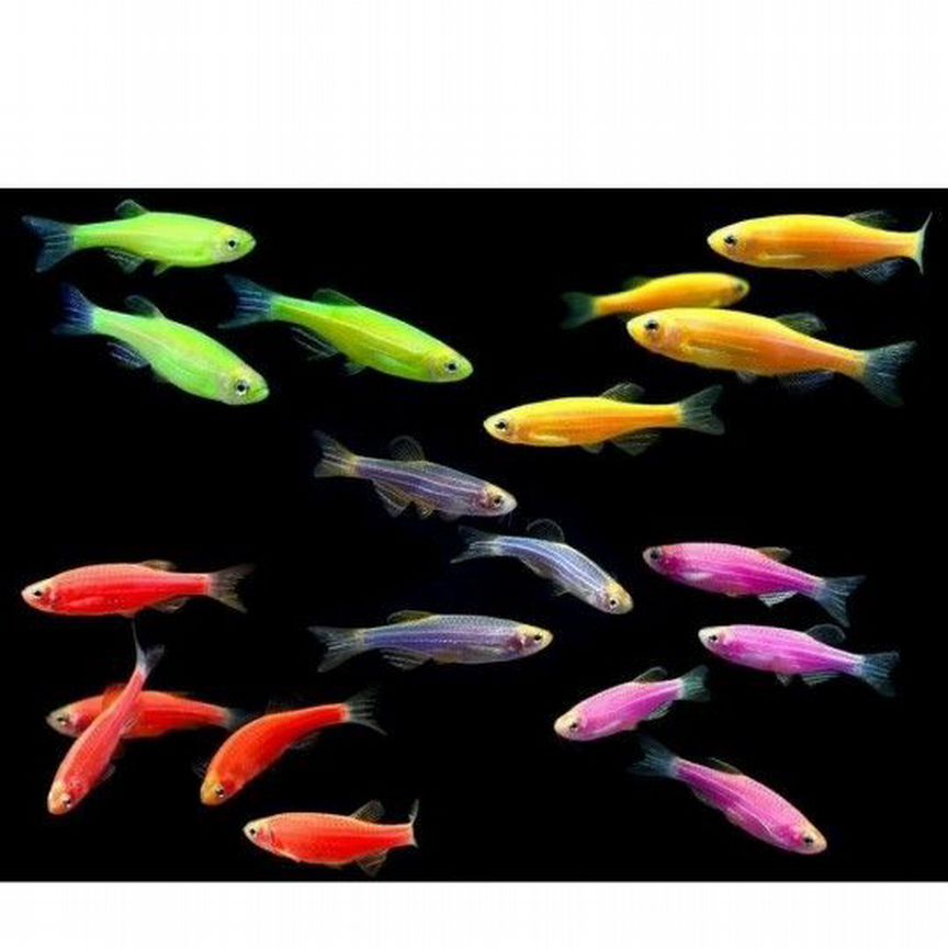 Данио гло фиш