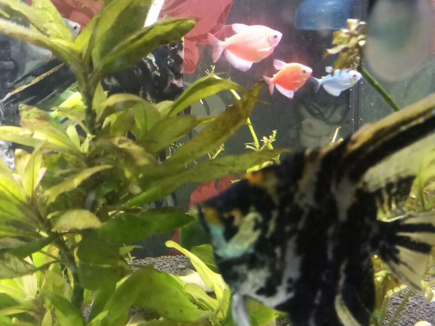 Аквариумные рыбки