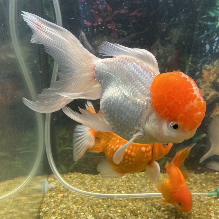 Золотые рыбки оранда 3шт, риукин 4шт