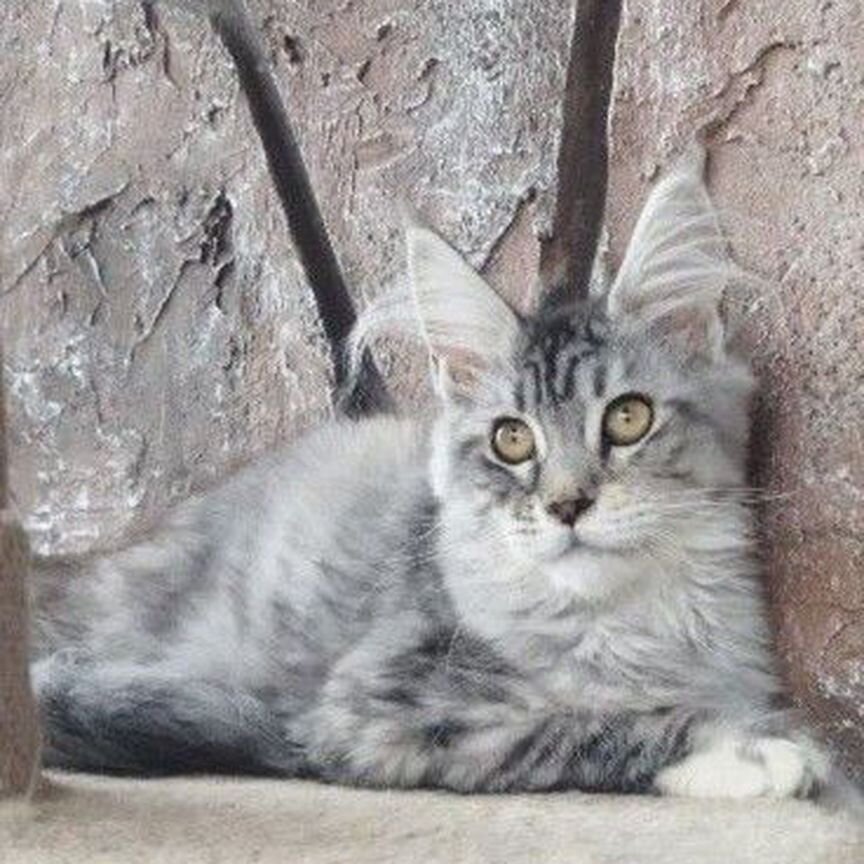 Девочка Мейн-кун