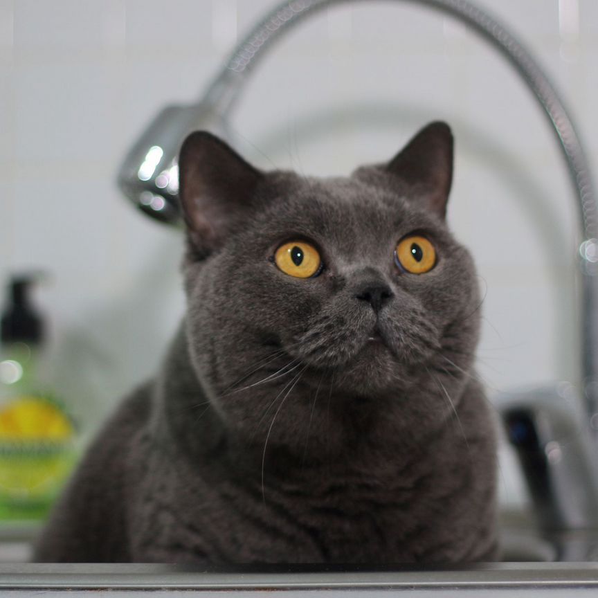 Сдали в приют старую британскую кошку, нужен дом