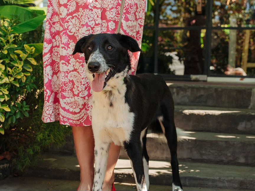 Клайд ищет дом