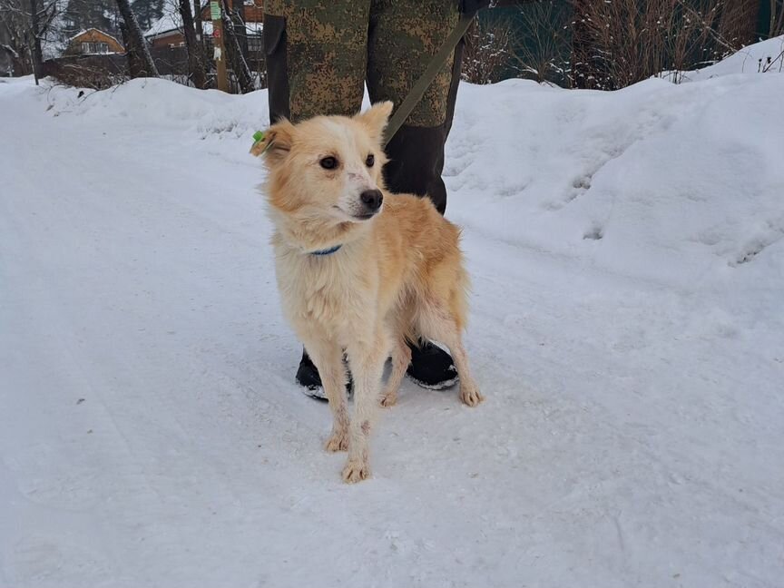 Маленькая собака в добрые руки бесплатно