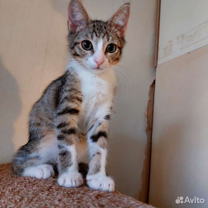 Котик 2 месяца в дар