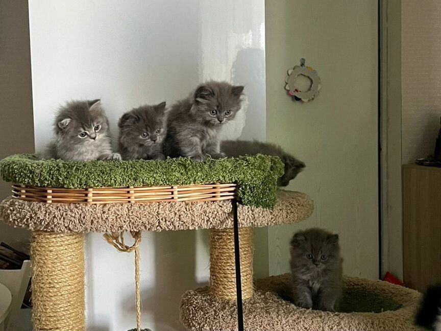 Шотландские котята " дымчатые шиншиллы"