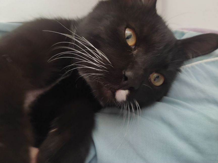 Котик в дар