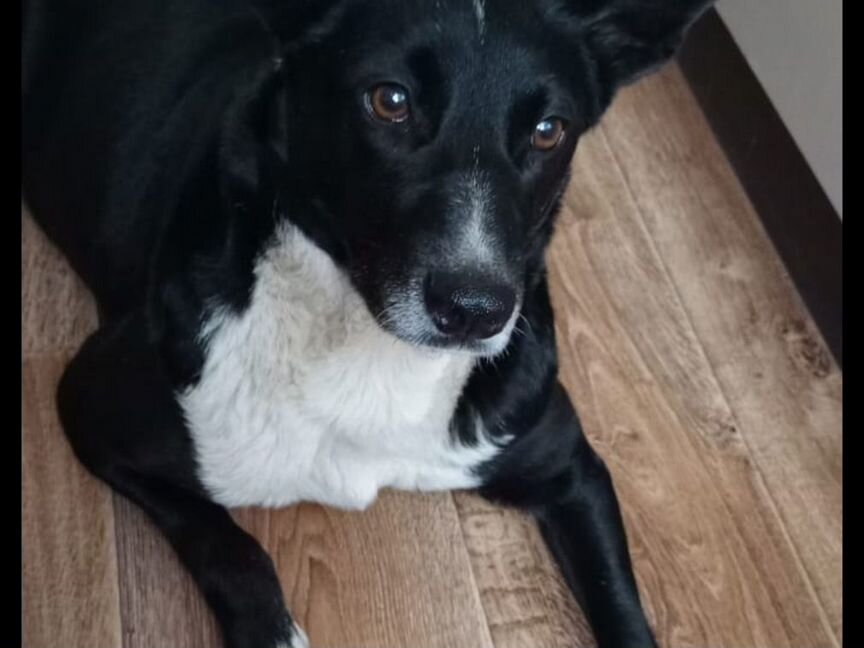 Небольшая собака Микки идеальная для семьи