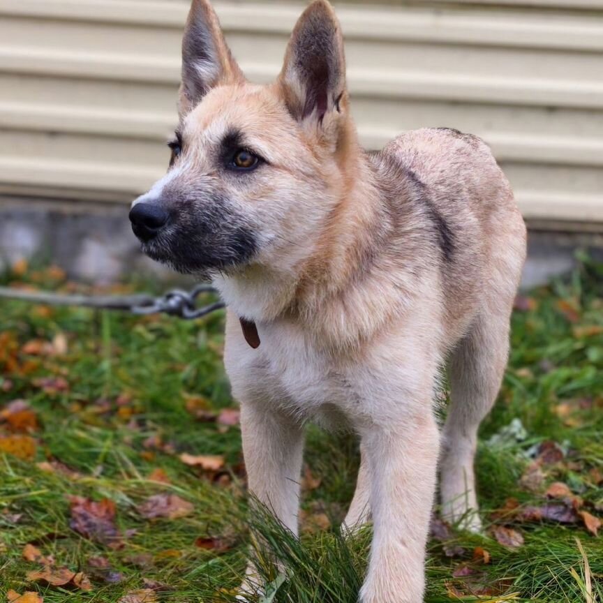 Щенок в добрые руки