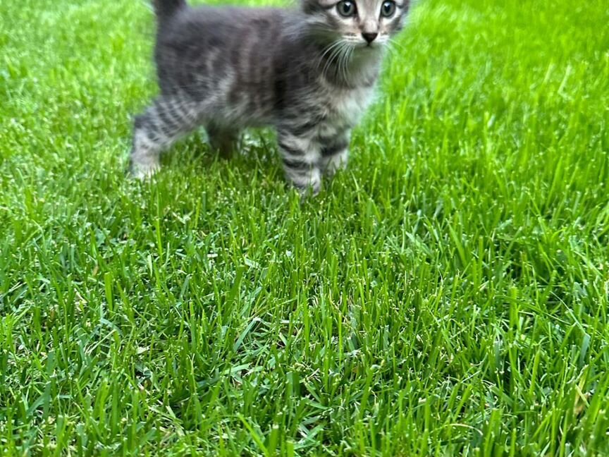 Отдам катят в добрые руки