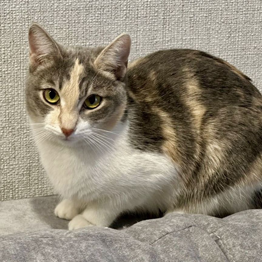 Взрослая, кошка в добрые руки