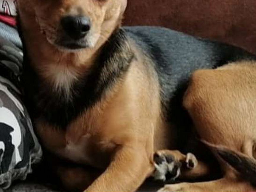 Вязка той-терьер девочка