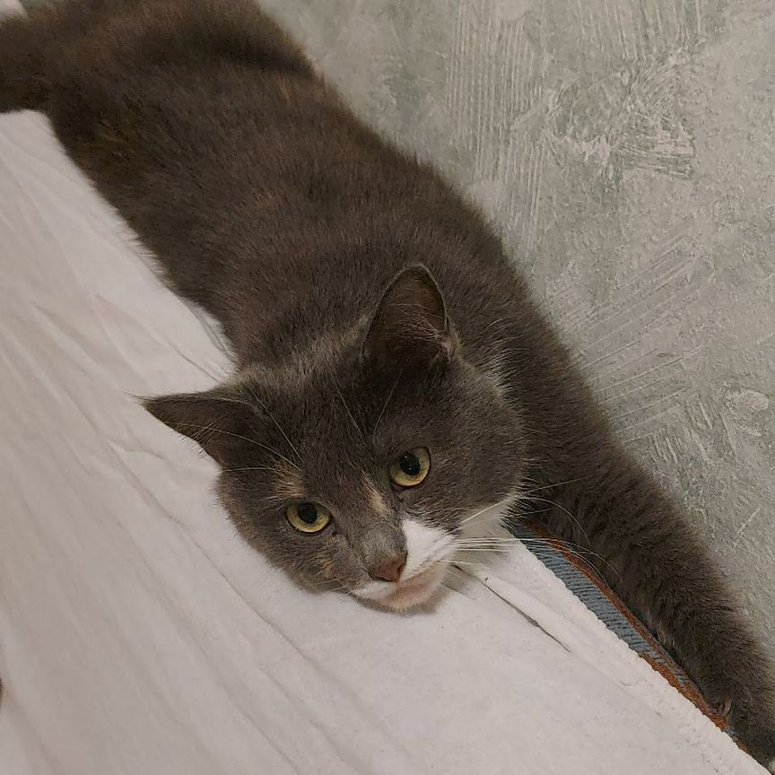 Кошка ищет дом