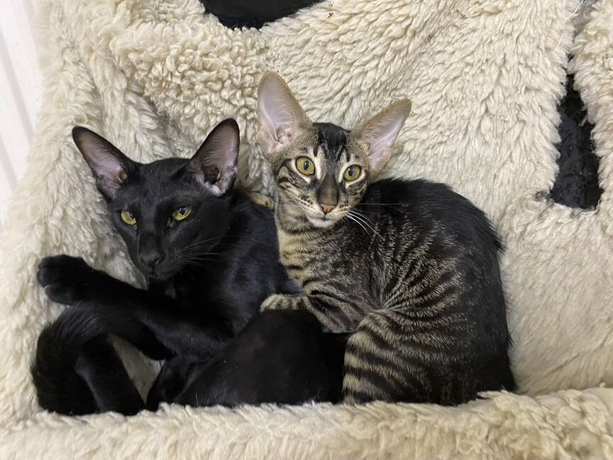 Ориентальный котик Оникс