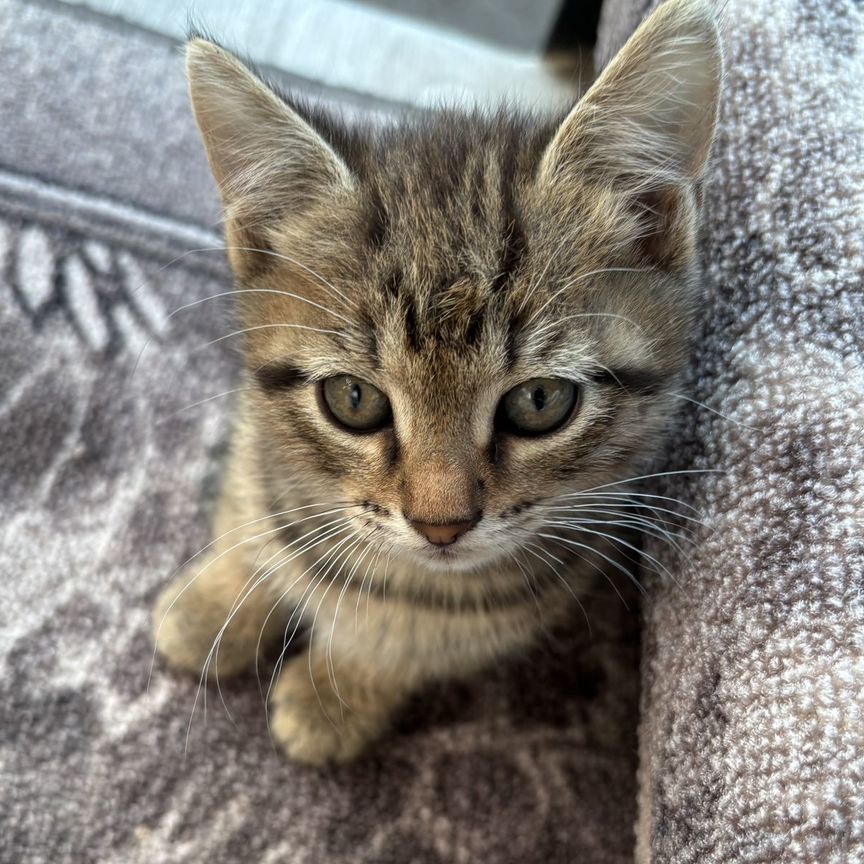 Котята в добрые руки бесплатно
