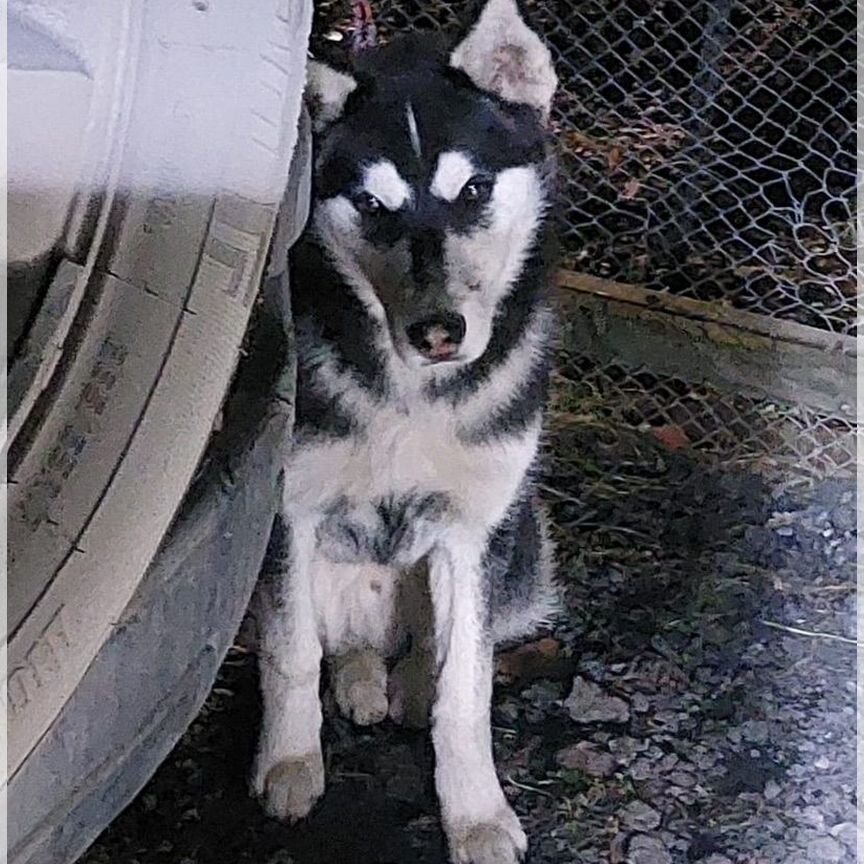 Сибирский хаски, щенок
