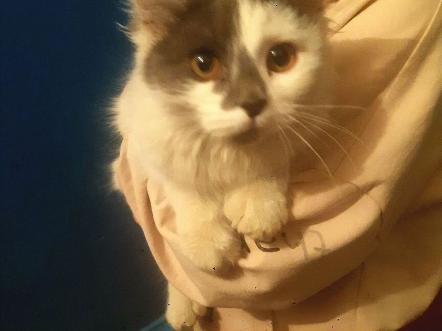 Кошка, кот, котик