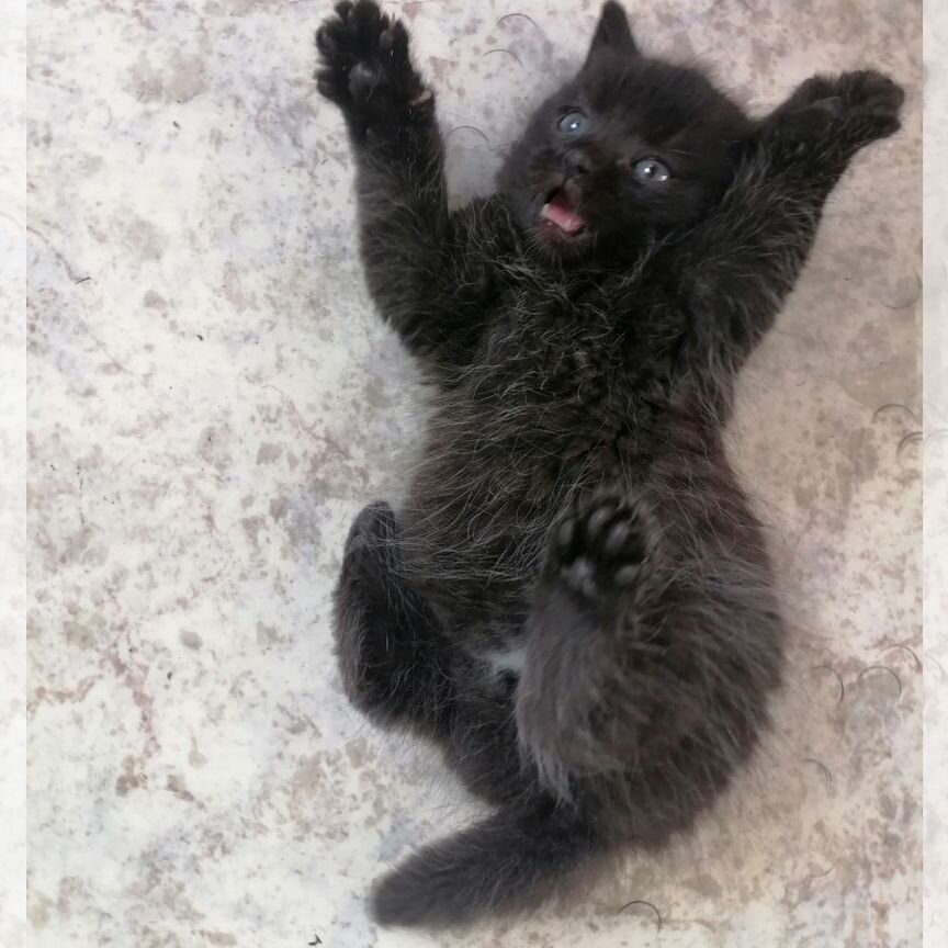 Котёнок в добрые руки