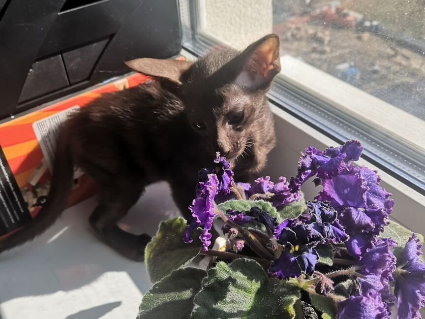 Ориентальный котенок (кот Феликс)