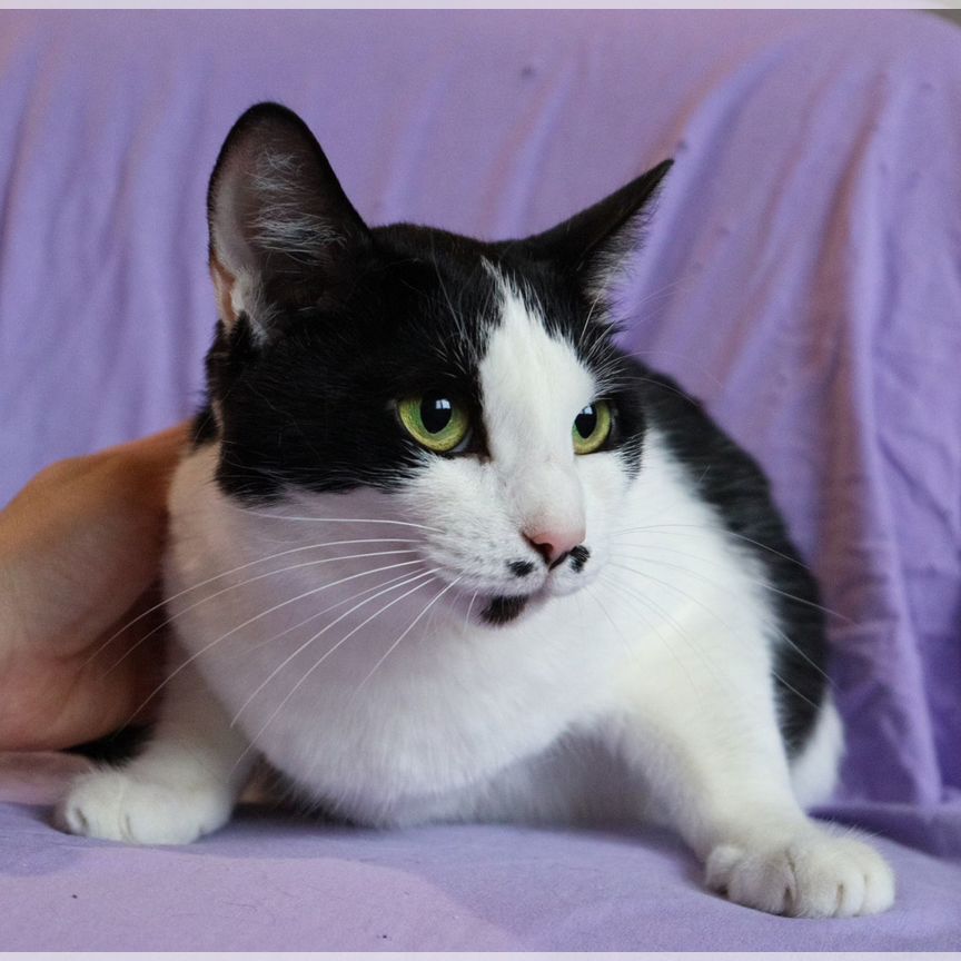 Ласковая мурлыка Юшка ищет дом