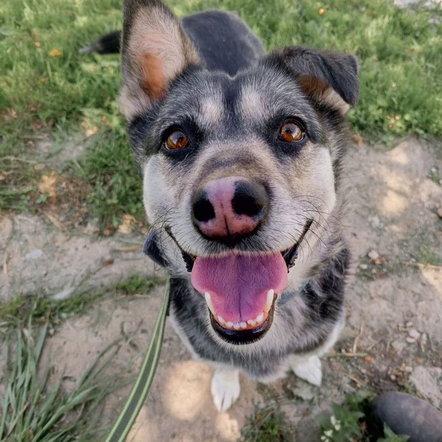 Нюкка победившая снежный плен