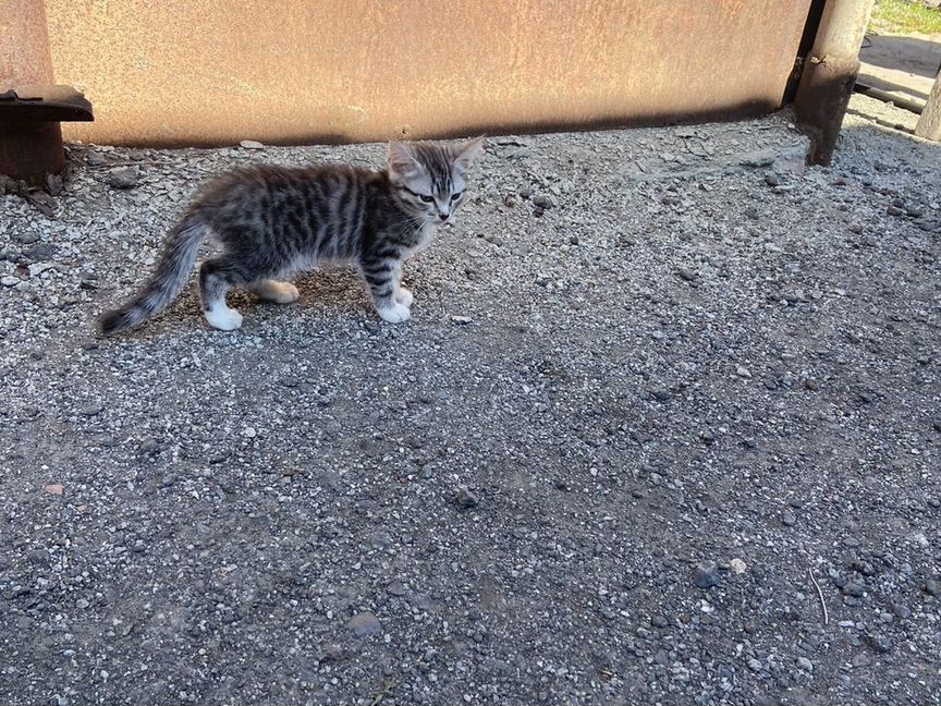 В самые добрые руки