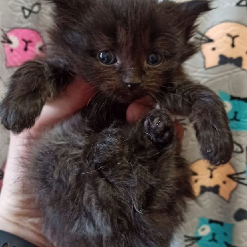 Котенок