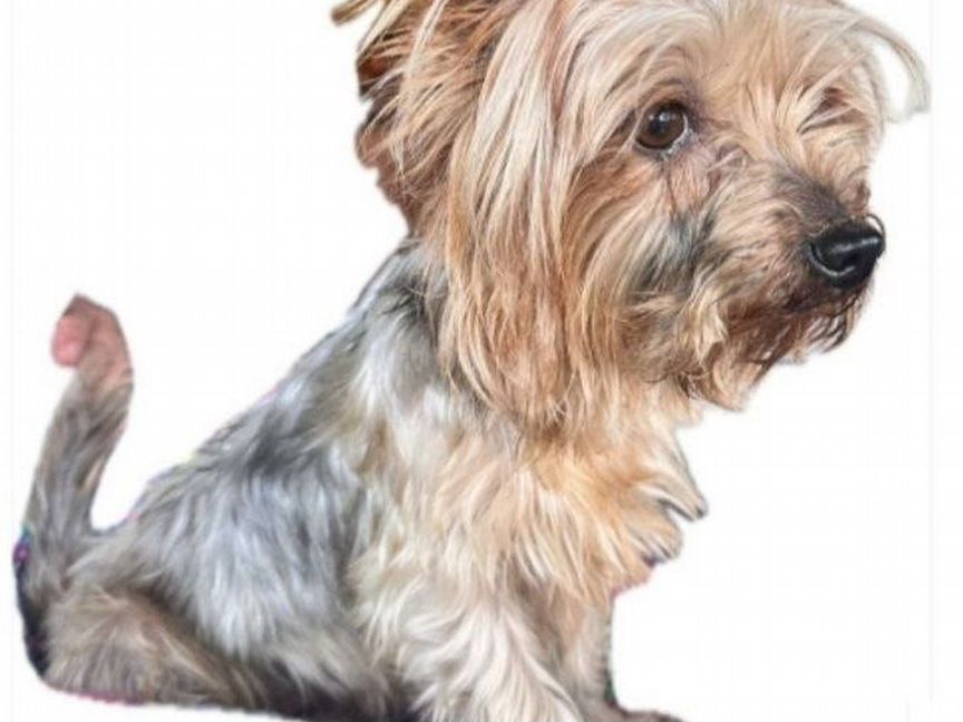 Найдена собака