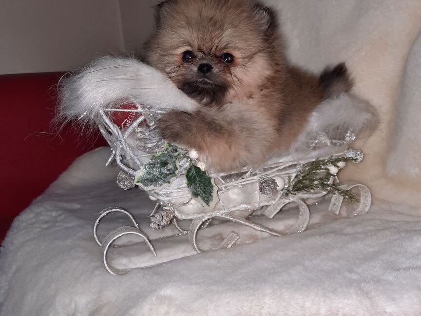 Комочек счастья