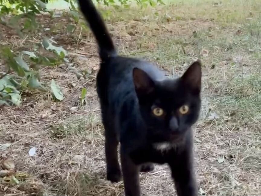 Домашняя кошка у дороги