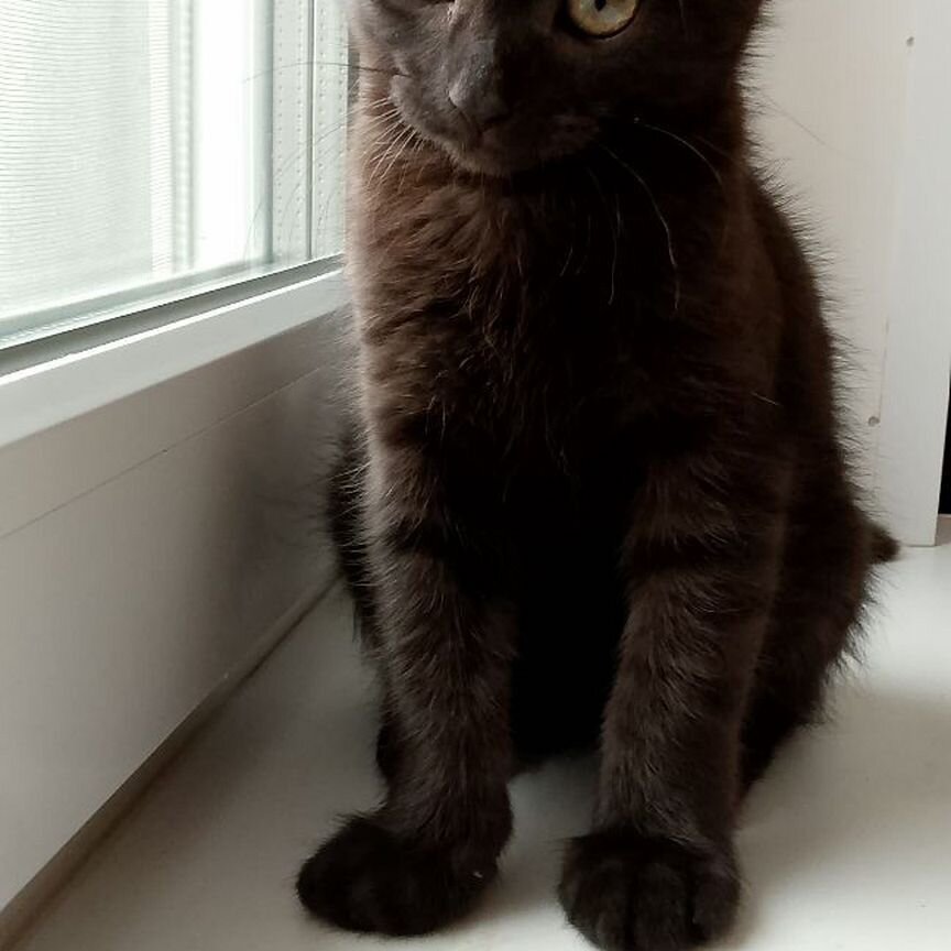 Котёнок шоколадный