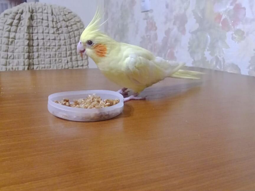 Попугай корелла самка