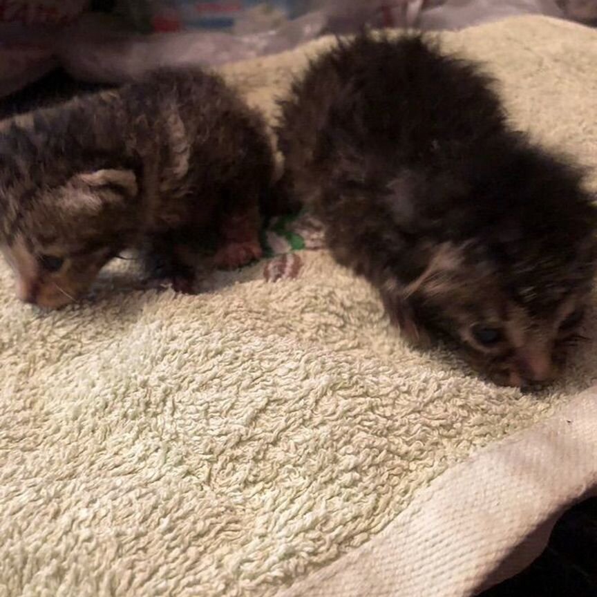 Котята в добрые руки бесплатно