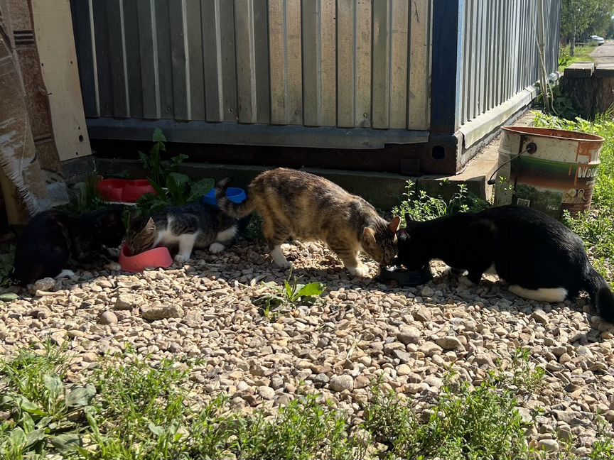 Котята 3 мес, кошка и котик в добрые руки