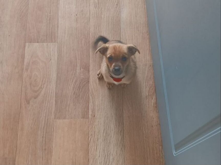 Отдам пёсика в хорошие руки