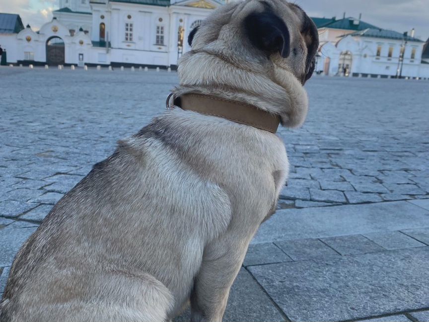 Мопс вязка мальчик