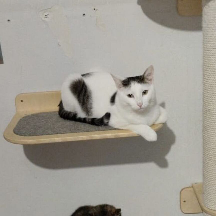 Котик подросток в добрые руки