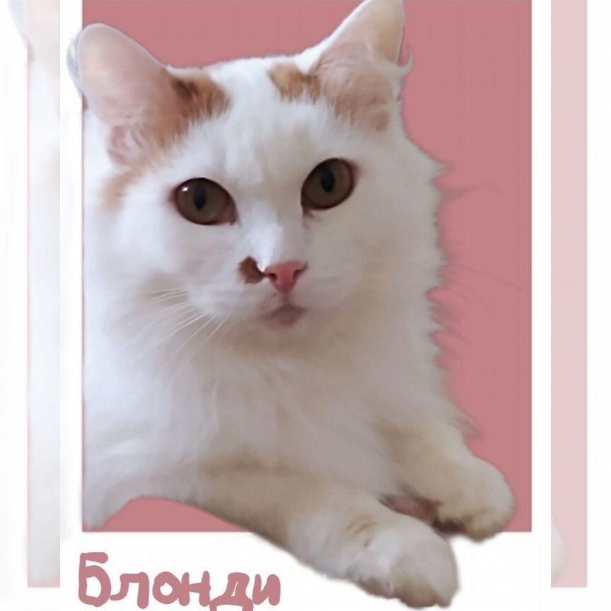 Сибирская, взрослая кошка