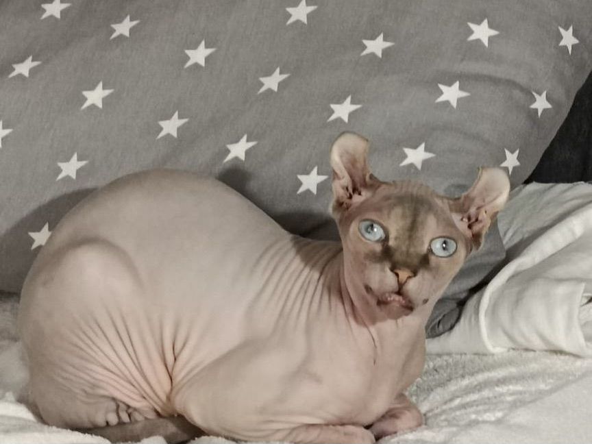 Сфинкс эльф и донской