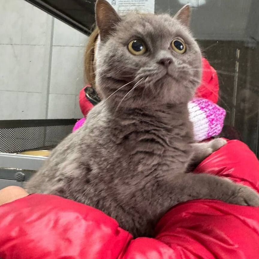 Взрослый кот в добрые руки