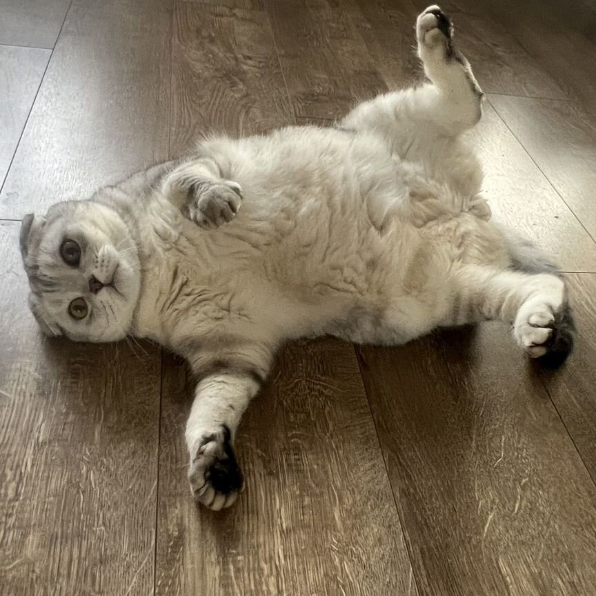 Шотландский вислоухий длинношёрстный, взрослый кот