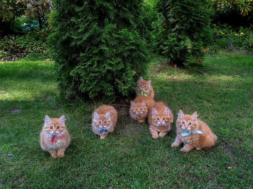 Курильские бобтейлы от "Amber Charm"